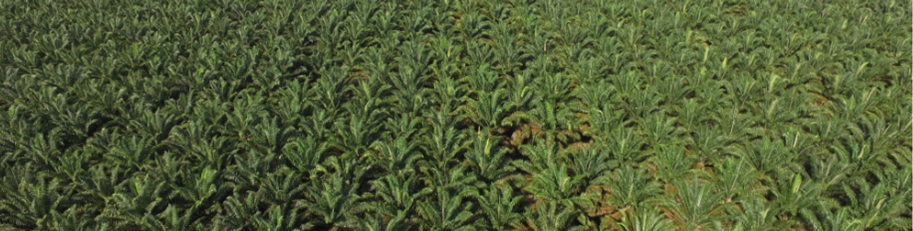 SIPEF Papua New Guinea - SIPEF